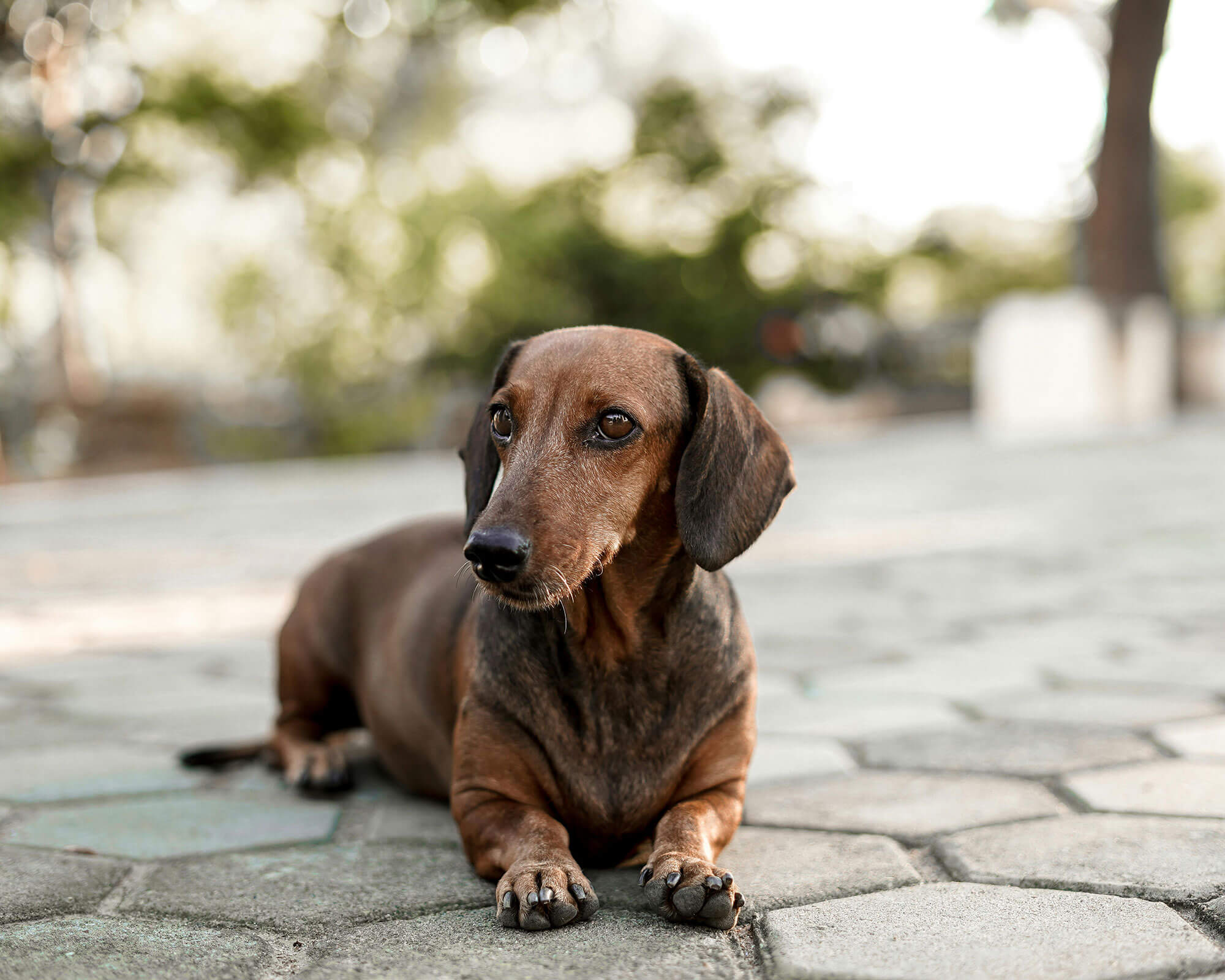 About us - Spring Cottage Dog Club Hotel