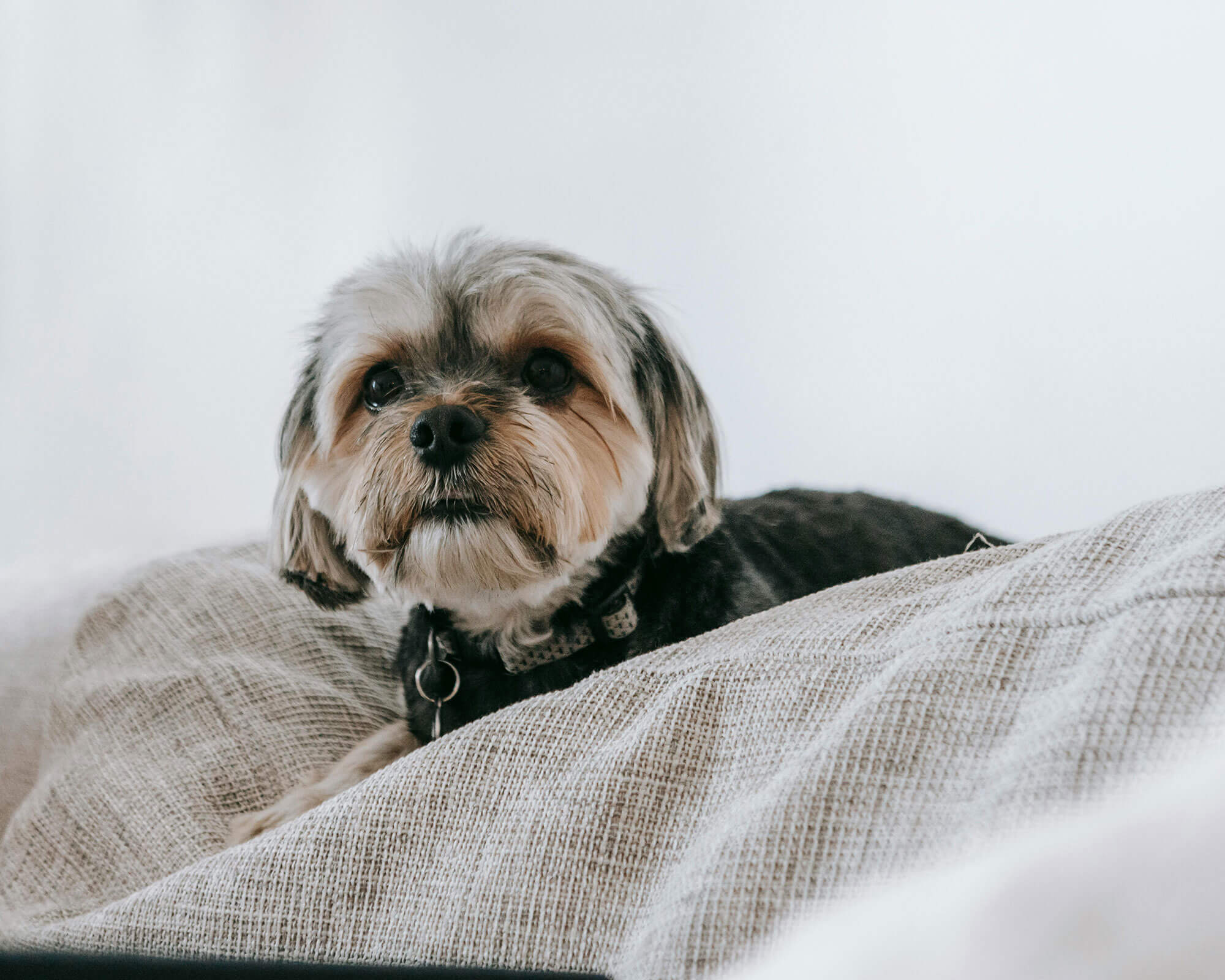 Contact us - Spring Cottage Dog Club Hotel